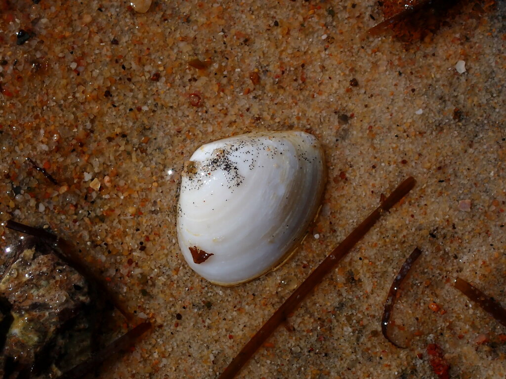 Striated Little Trough Shell from Dunwich QLD, Australia on August 4 ...