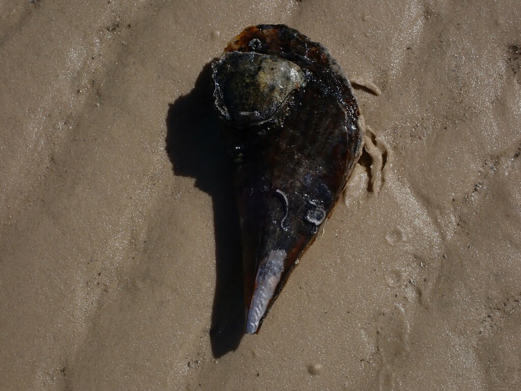 Pinna menkei from Dunwich QLD, Australia on August 04, 2024 at 12:52 PM ...