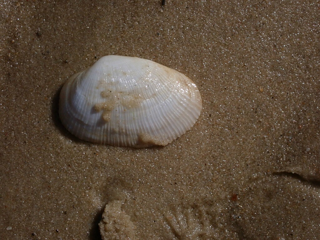 Radiately-Ridged Trough Shell from Dunwich QLD, Australia on August 04 ...