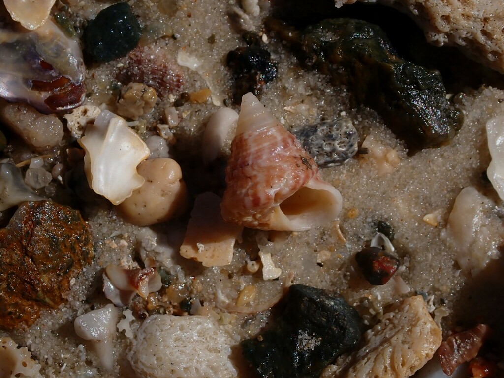 Spotted strawberry top shell from Dunwich QLD, Australia on August 04 ...