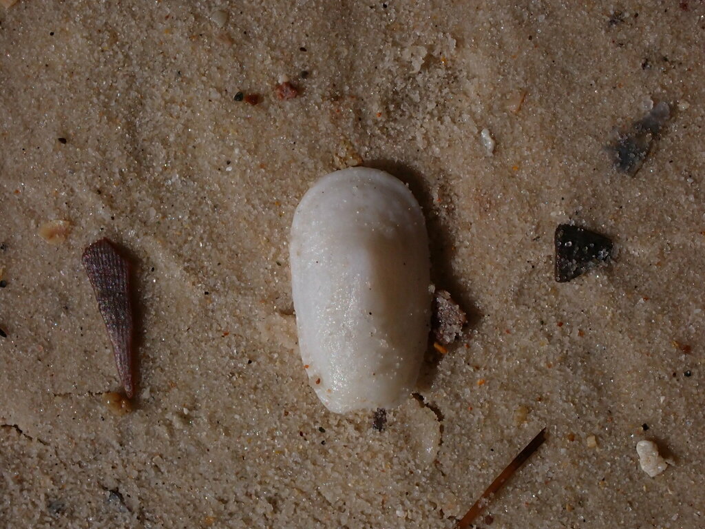 Hoof-shield limpet from Dunwich QLD, Australia on August 4, 2024 at 01: ...