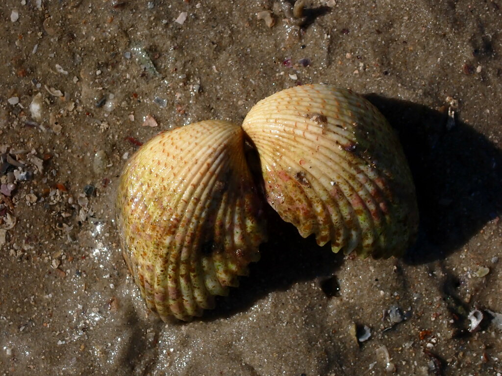 Strawberry Heart Cockle from Redland Bal, AU-QL, AU on August 04, 2024 ...
