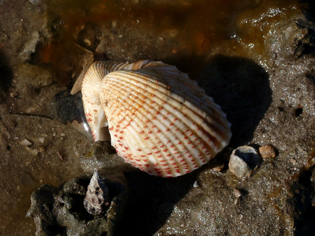 Strawberry Heart Cockle from Dunwich QLD Australia on August 04, 2024 ...
