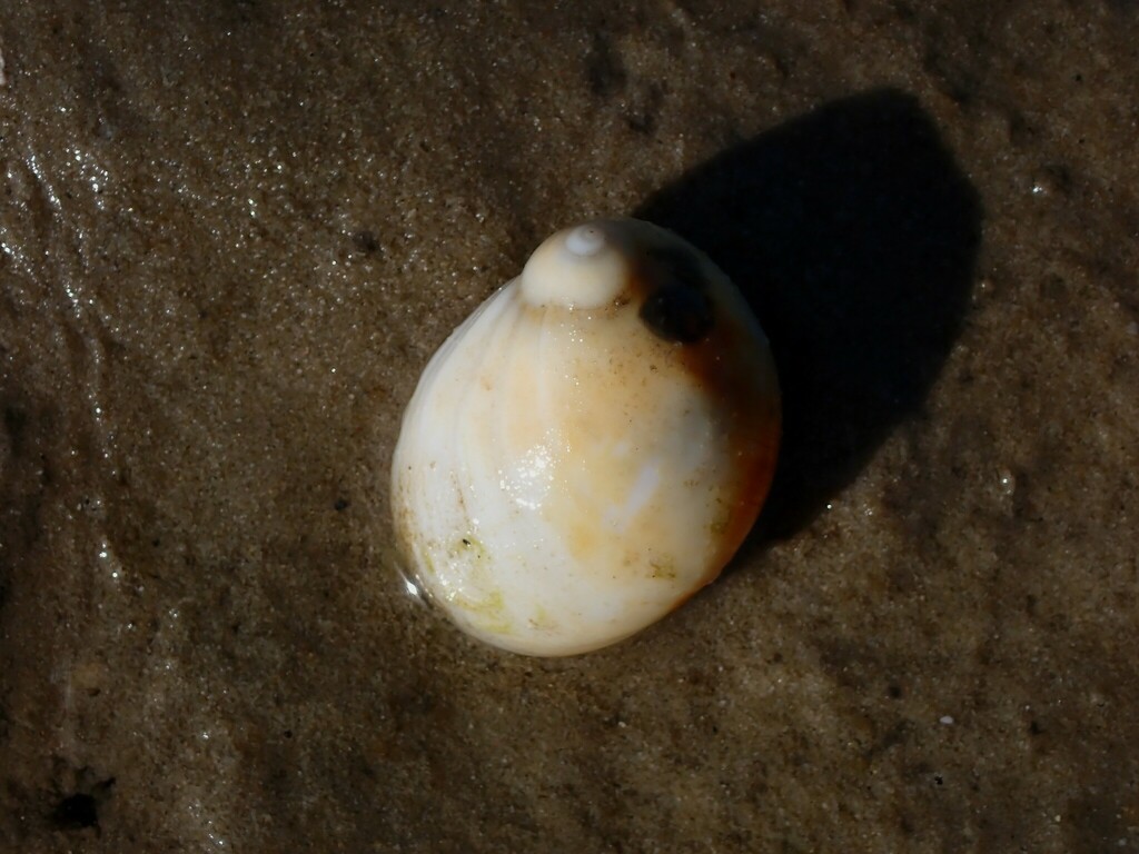 Pear-shaped Sand Snail from Dunwich QLD Australia on August 04, 2024 at ...