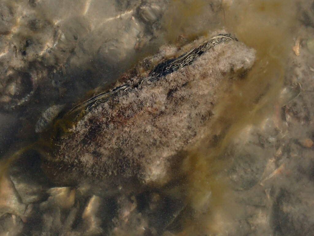 Pinna menkei from Myora Reef QLD Australia on August 4, 2024 at 02:46 ...