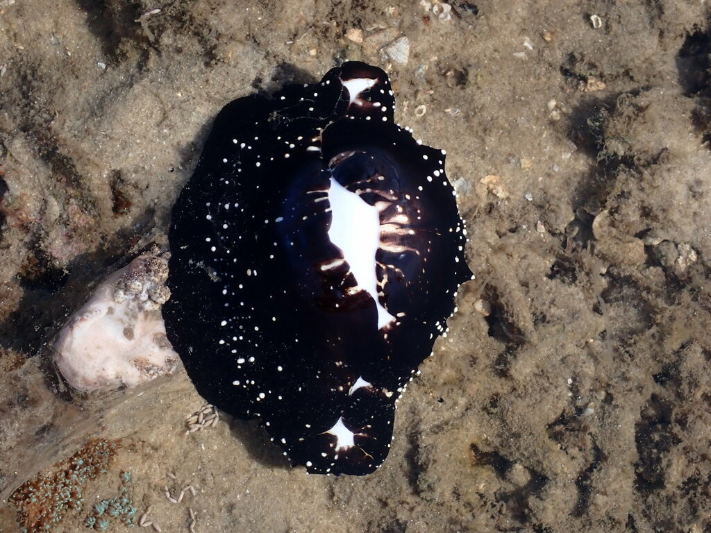 Common Egg Cowry from Myora Reef, QLD, Australia on August 4, 2024 at ...