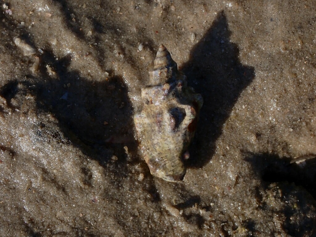 Labiate Stromb from Myora Reef, QLD, Australia on August 04, 2024 at 02 ...