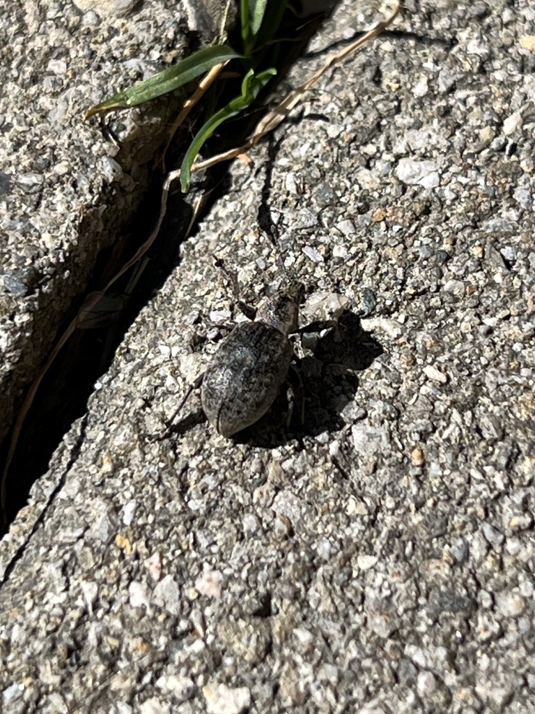 chequered weevil in August 2024 by Phyllis Ma · iNaturalist