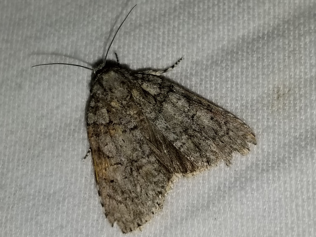 Dagger Moths from Anne Arundel County, MD, USA on May 28, 2019 at 09:14 ...