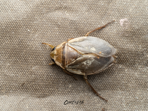 Diplonychus esakii · iNaturalist United Kingdom