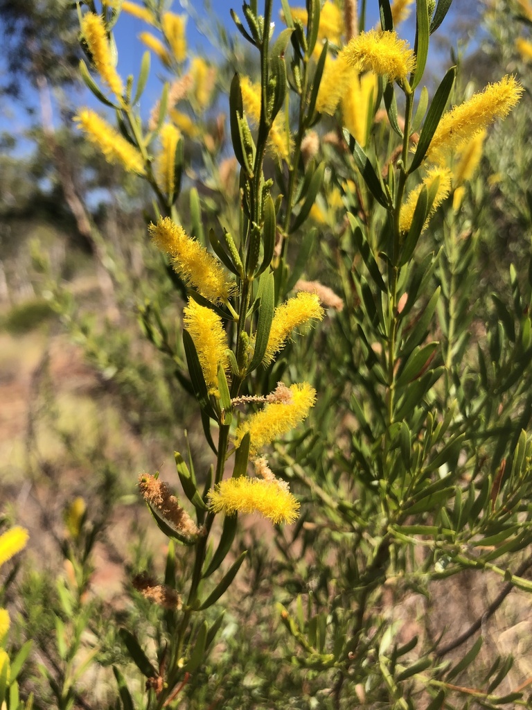 wattles from Judbarra / Gregory National Park, Gregory, NT, AU on ...
