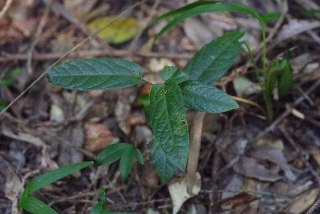 Hypserpa decumbens from Cooloola QLD, Australia on August 4, 2024 at 01 ...