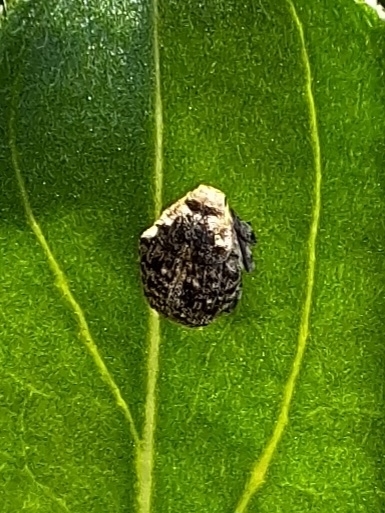 Acanthoscelidius acephalus from Mt Washington, Pittsburgh, PA, USA on ...