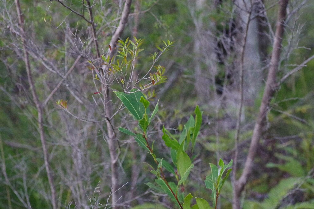 Common Hop Bush from Cooloola (excl. Gympie), Great Sandy, Queensland ...