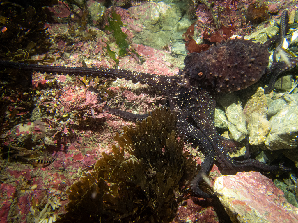 New Zealand Octopus from Wellington, New Zealand on August 6, 2024 at ...