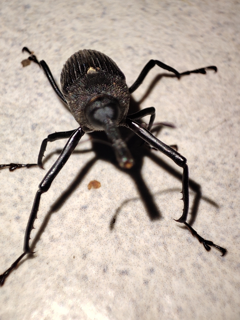 Bearded Weevil from 86WJ+CPF, Patagrande 070401, Ecuador on August 8 ...