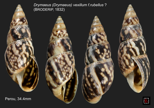 Mesembrinus vexillum · iNaturalist