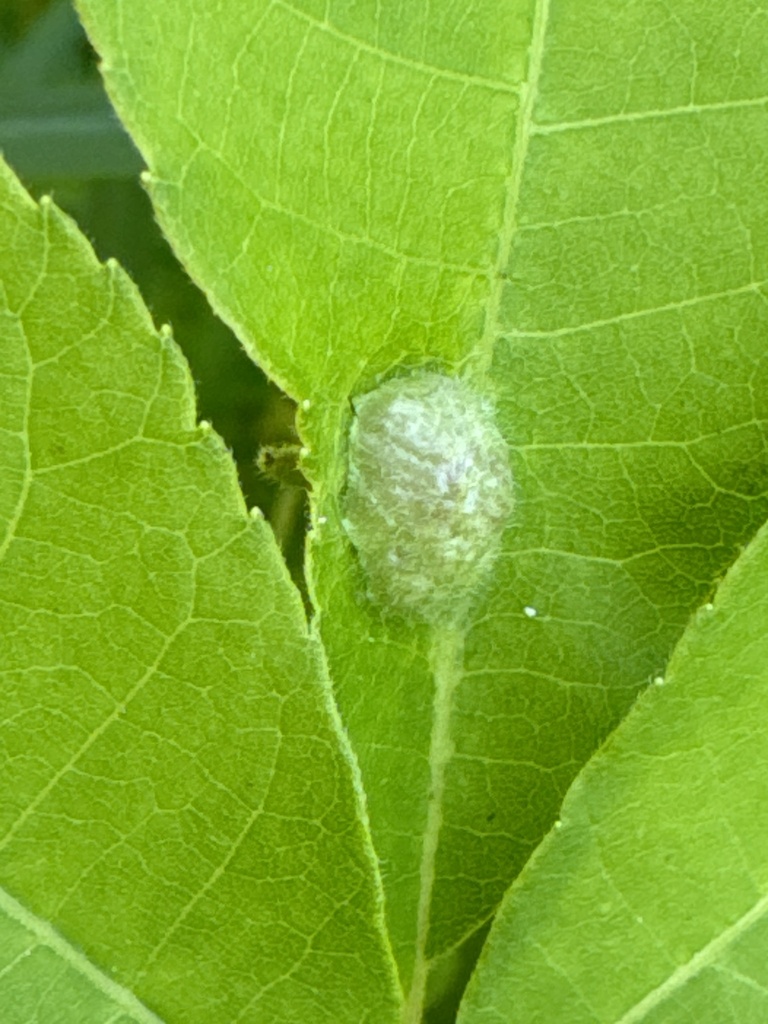box elder gall midge from Shelby Bottoms Park, Nashville, TN, US on ...