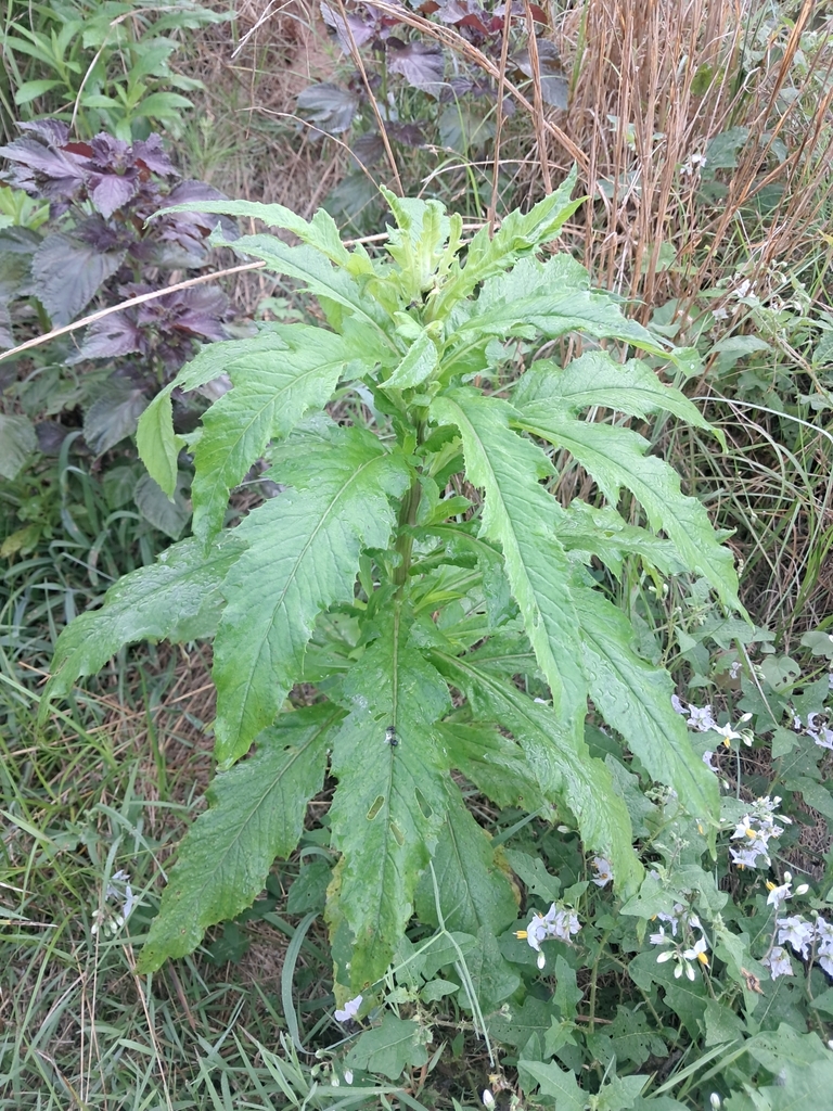 American burnweed in August 2024 by David T. · iNaturalist