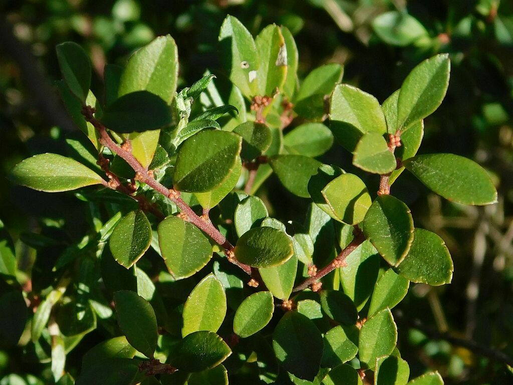 African Boxwood from Gifkloof Greyton, 7233, South Africa on August 8 ...