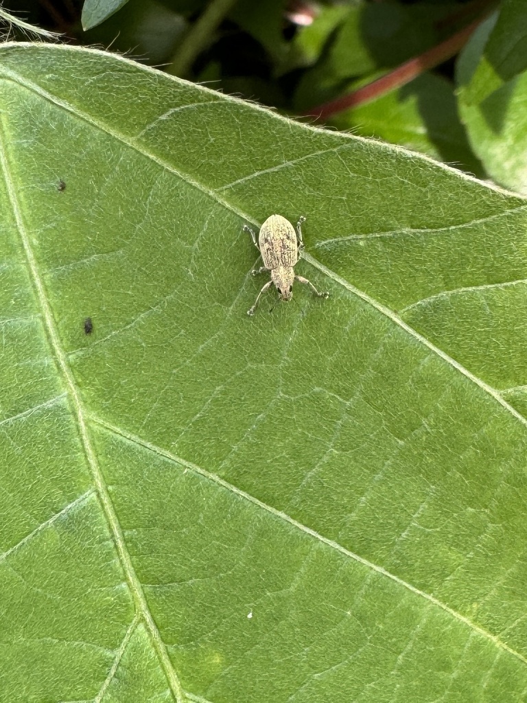 Eugnathus distinctus from Honshu, Wako, Saitama, JP on May 22, 2024 at ...
