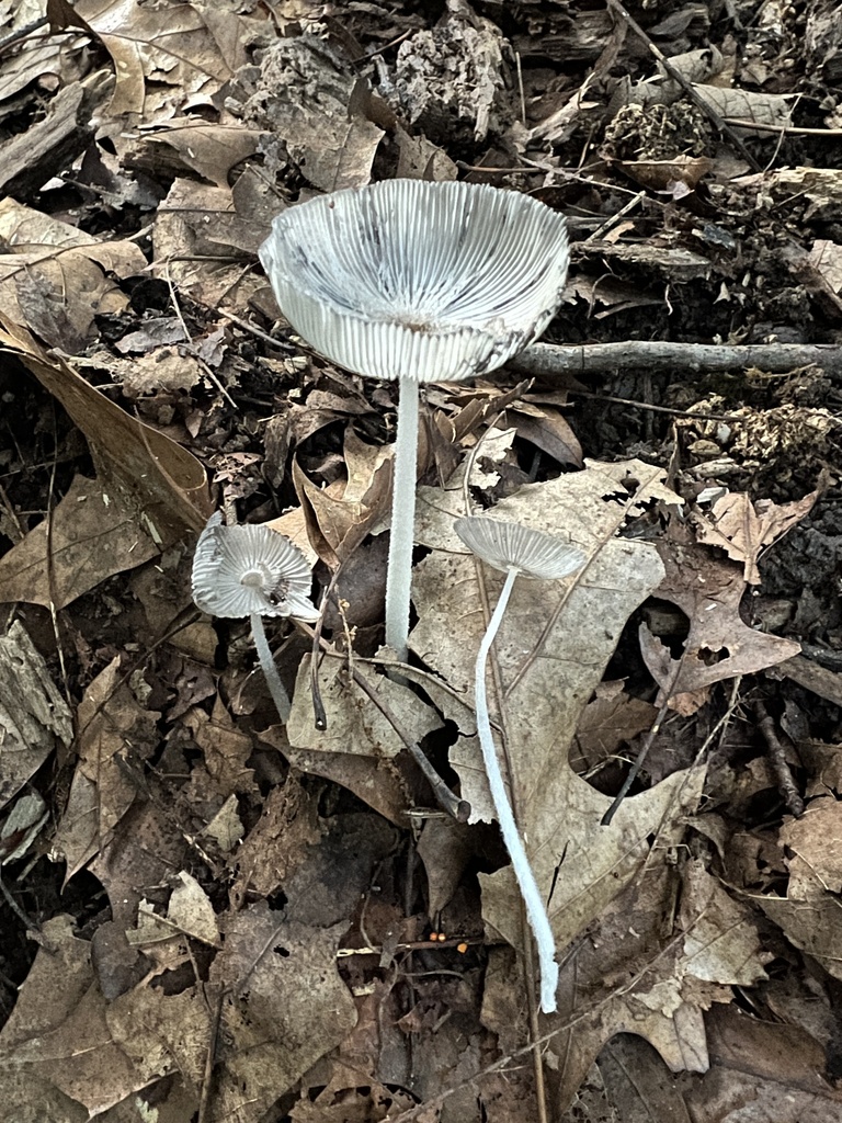 Coprinopsis pachyderma from O'Henry Ln, Nashville, IN, US on August 09 ...