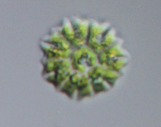 Stauridium tetras from Tuxedo Industrials, Winnipeg, MB, Canada on ...