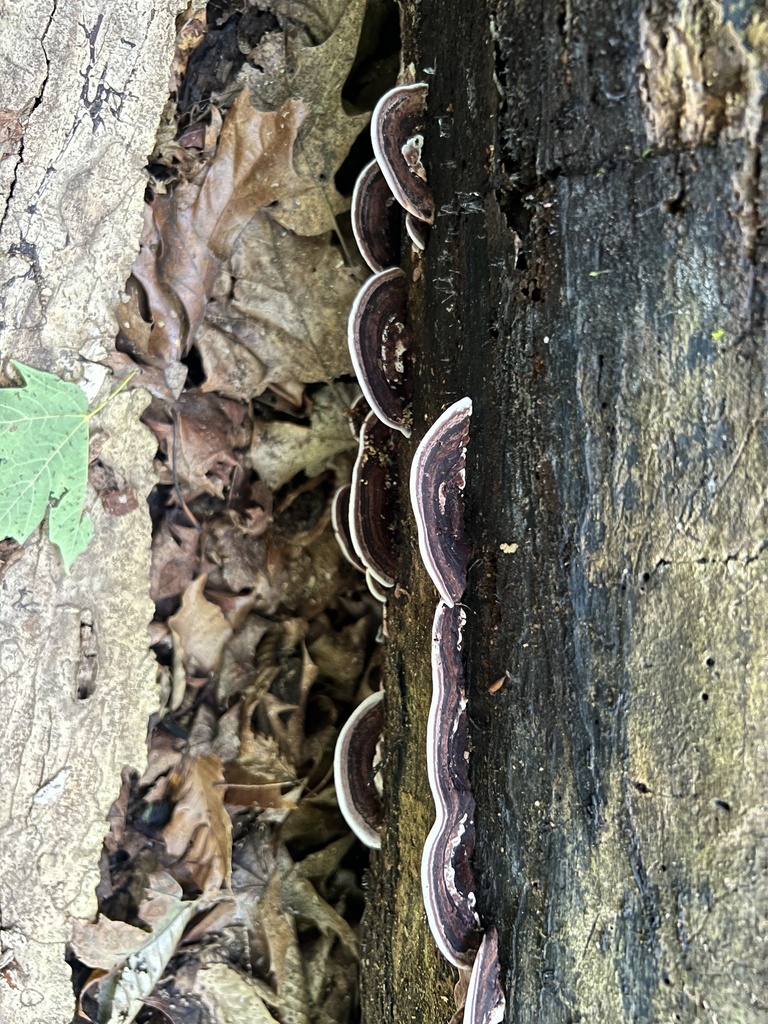 Nigroporus from Albert Johnson Rd, Nashville, IN, US on August 9, 2024 ...