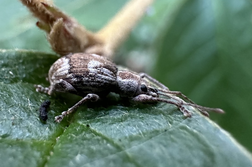 obscure root weevil from Gold Park, Lynnwood, WA, US on August 9, 2024 at 07:58 AM by xizitro33 ...