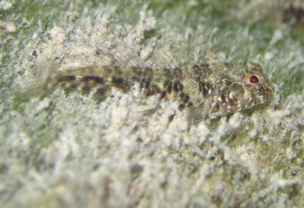False Oyster Blenny (Hypleurochilus pseudoaequipinnis) - Marine Life ...