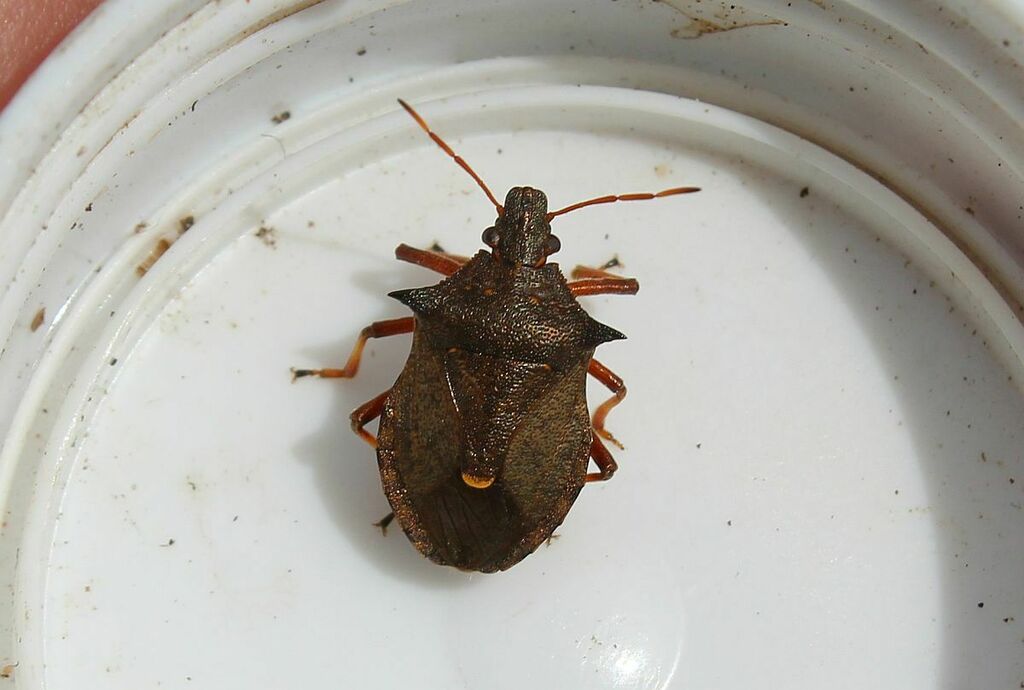 Spiny Shield Bug from Castle Hill, Dudley, UK on August 9, 2024 at 10: ...