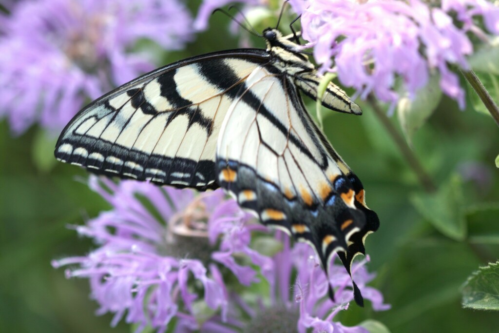 Eastern Tiger Swallowtail from Northfield, MN 55057, USA on July 28 ...