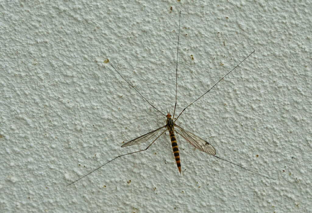 Nephrotoma flavipalpis from Temple Ewell, Dover, UK on August 9, 2024 ...