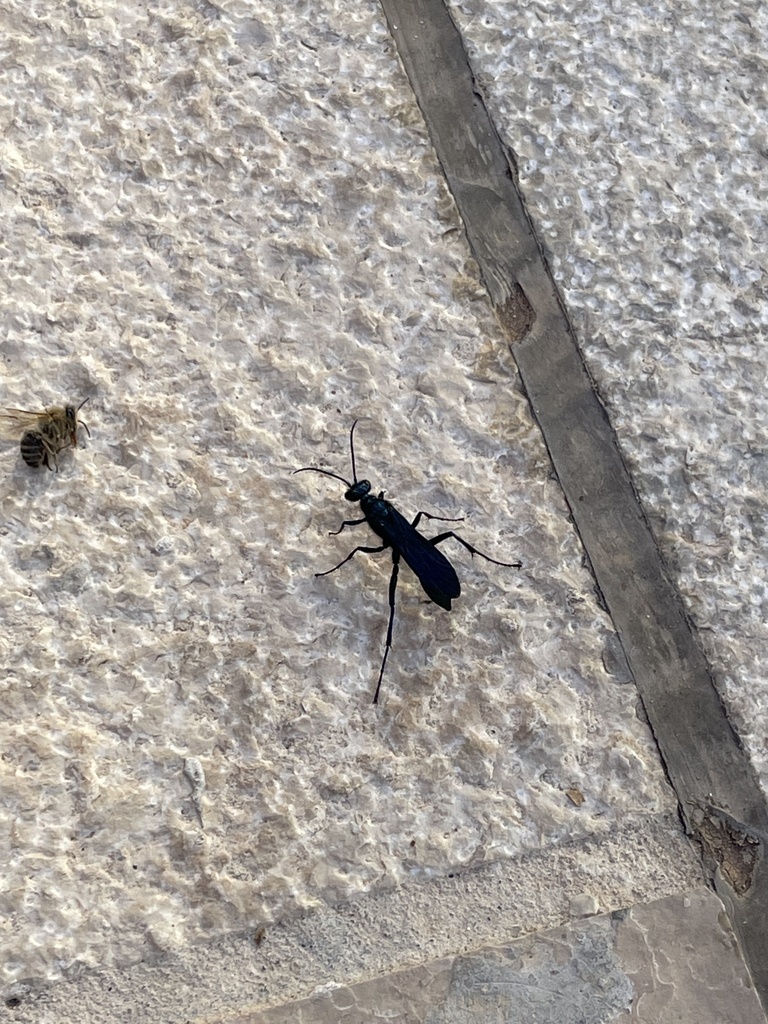 Nearctic Blue Mud-dauber Wasp from Trg Poceto, Cittanova d'Istria, 18 ...