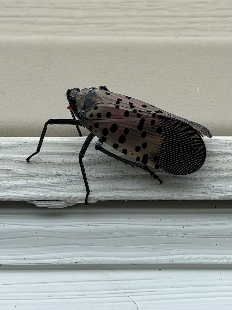 Spotted Lanternfly from Point Airy Rd, Pilesgrove, NJ, US on August 9 ...