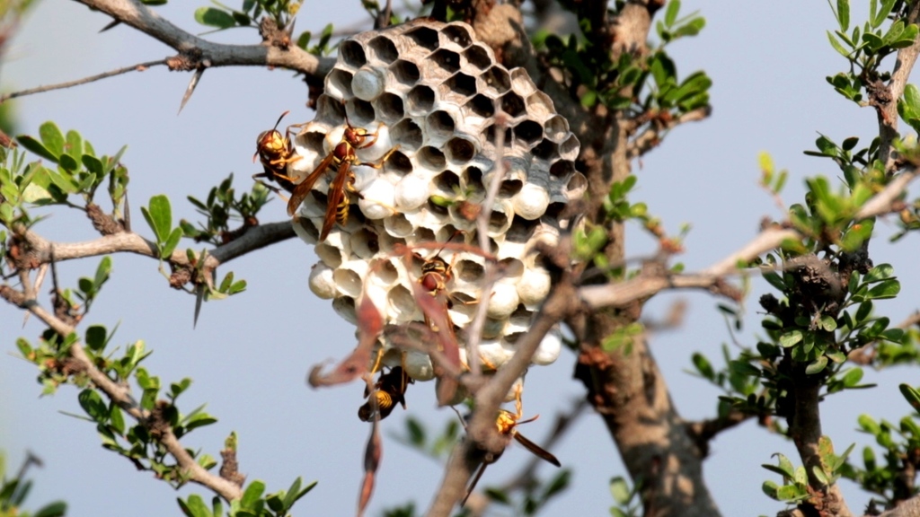 Guinea Paper Wasp from Bustamante, N.L., México on June 06, 2015 at 07: ...