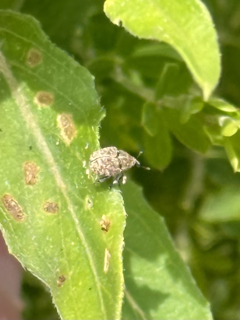 Acanthoscelidius acephalus from KY-910, Liberty, KY, US on August 8 ...