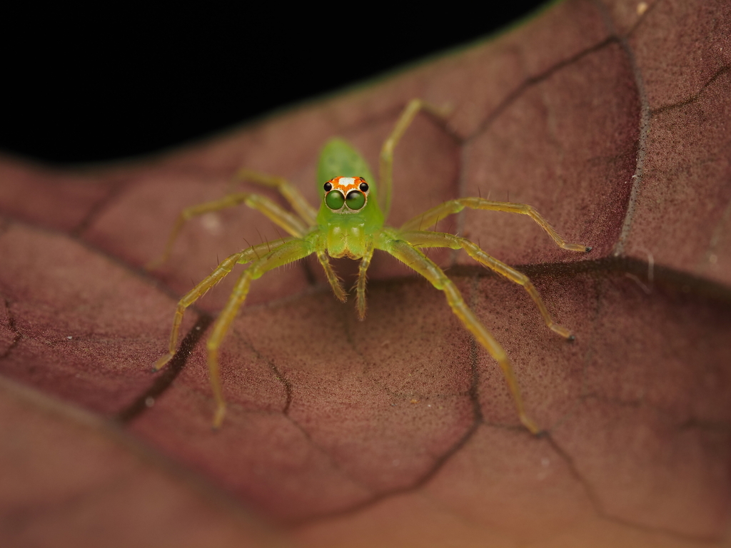 Magnolia Green Jumping Spider from Miami-Dade, Florida, United States ...