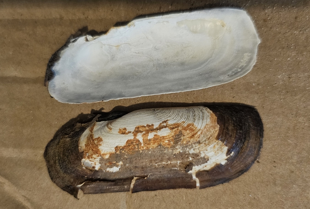 Stout Tagelus from Bayshore Waterfront Park on August 8, 2024 by ...