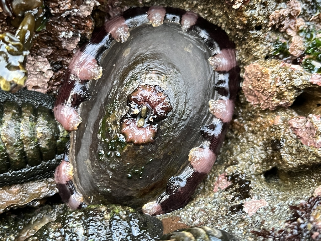 Lapa ocho (Las Lapas Cerradura de Chile (Mollusca, Fissurellidae ...