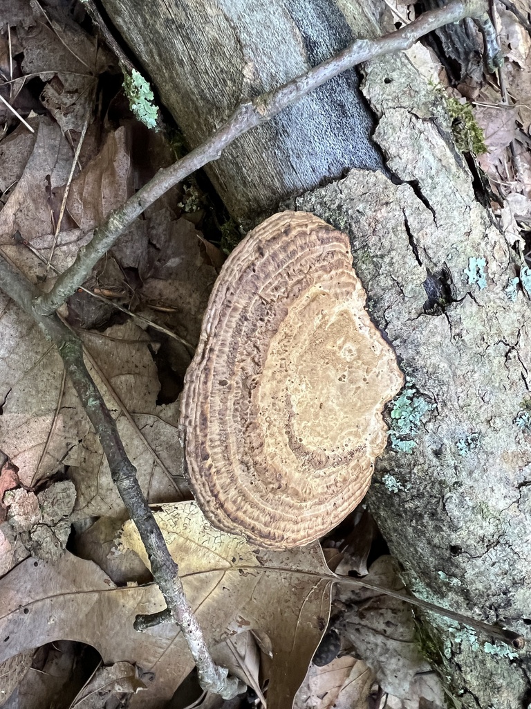 Thin-walled Maze Polypore from Albert Johnson Rd, Nashville, IN, US on ...