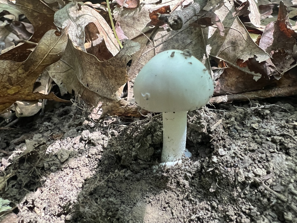 Eastern North American Destroying Angel from Albert Johnson Rd ...