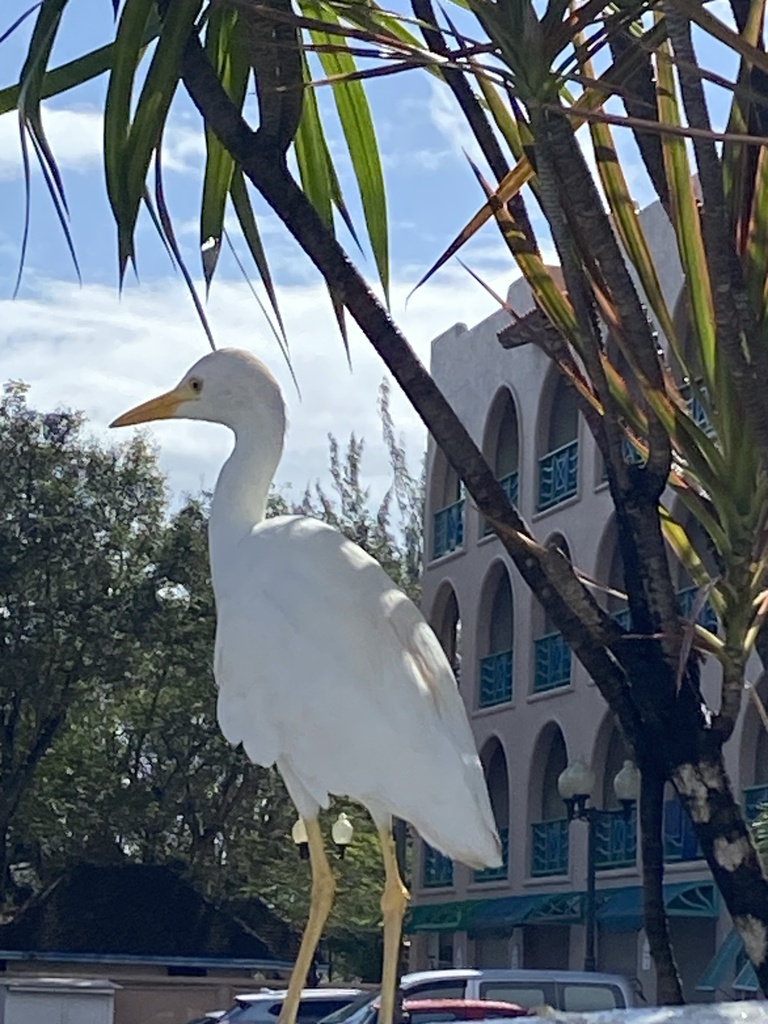 Western Cattle-Egret from L’Arc de Triomf, Barcelona, Barcelona, ES on ...