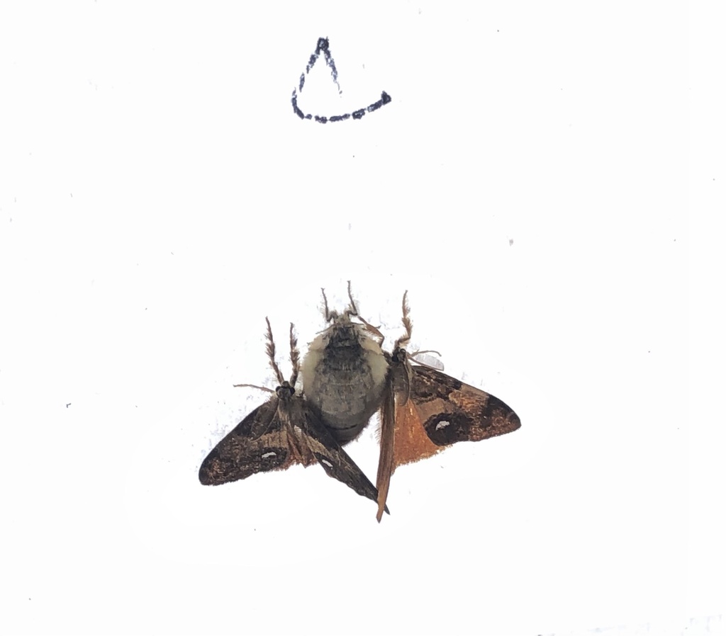 Rusty Tussock Moth from Burnside Rd W, Saanich, BC, CA on August 8 ...