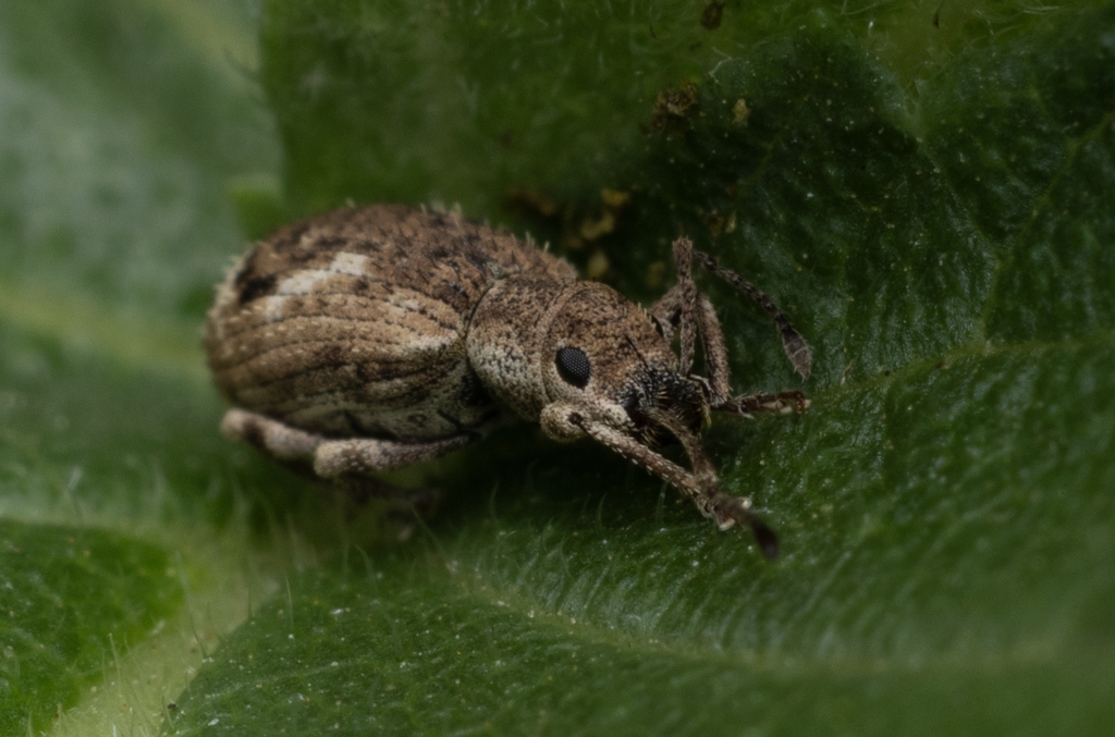 Peach Root Weevil from Centre St @ Myrtle St, Boston, MA 02130, USA on ...