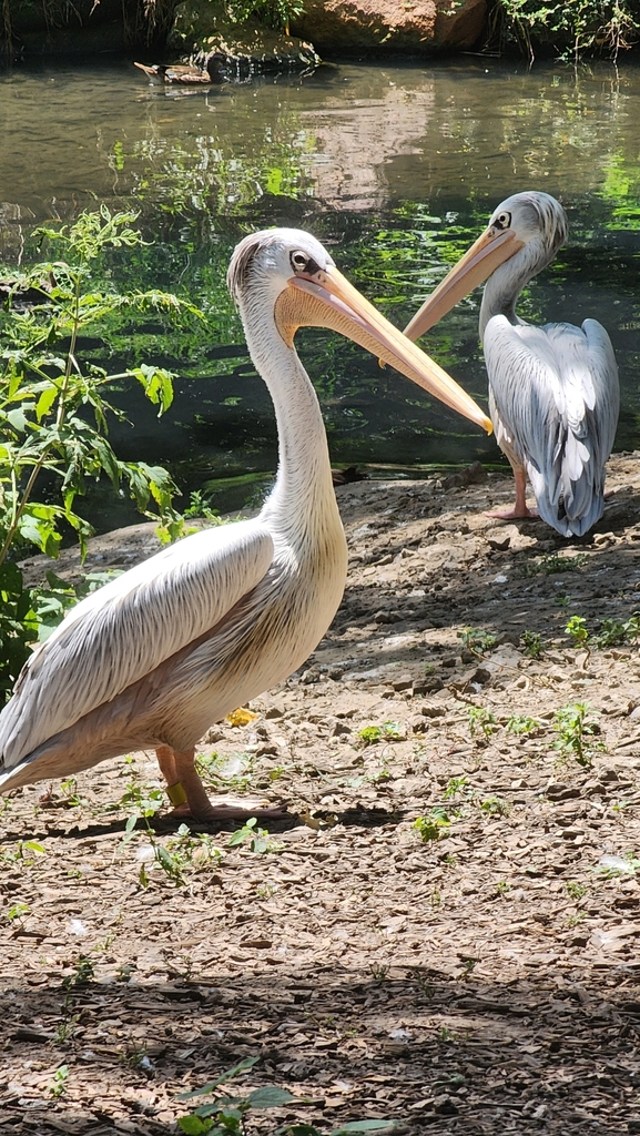 Pink-backed Pelican from Deer Park, Omaha, NE, USA on August 9, 2024 at ...