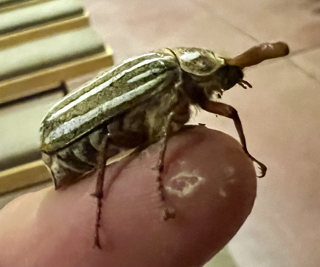 Lined June Beetles from High Desert Museum, Bend, OR, US on July 28, 2024 at 10:29 PM by zboysen ...