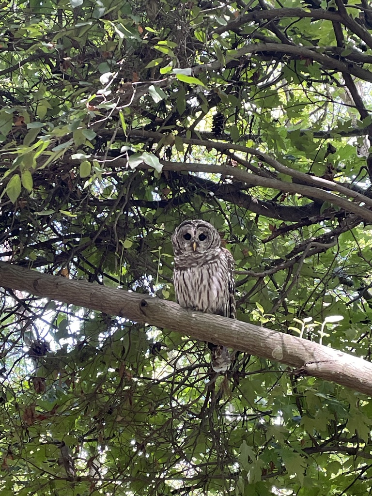 Barred Owl in August 2024 by William Samojeden · iNaturalist