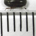 Cryptarcha optanda · iNaturalist