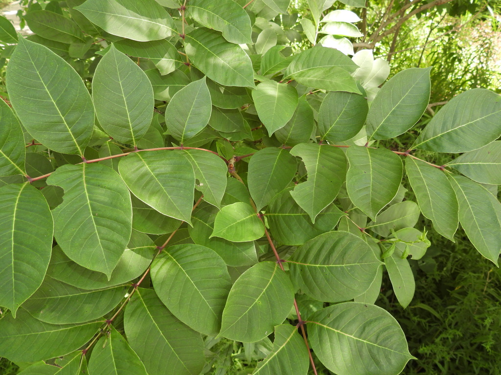 poison sumac from Lagrange County, IN, USA on August 7, 2024 at 03:06 ...